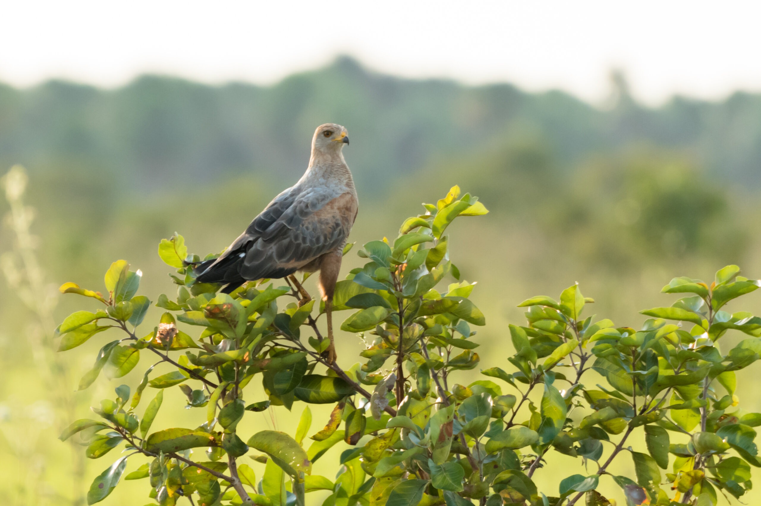 AVISTAMIENTO DE AVES - Cunaguaro Travel